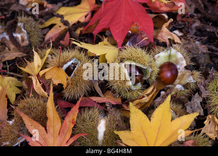 Under the Spreading Chestnut Tree Stock Photo: 29809085 - Alamy