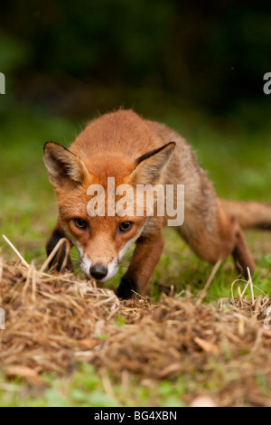 A sly red fox Stock Photo - Alamy