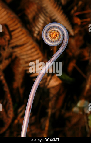 The Hapuu pulu tree fern (Cibotium glaucum) is a species native to ...