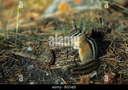 least chipmunk (Tamias minimus, Eutamias minimus, Neotamias minimus ...