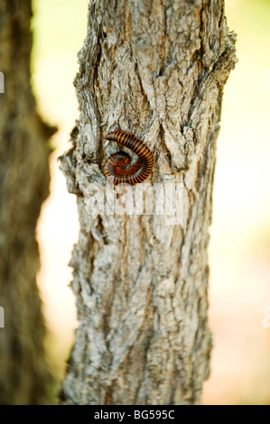 A Shongololo, or a giant South African Millipede curls up on the bark ...