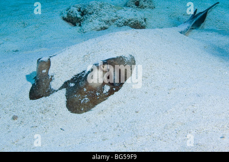 Stingray buried in sand Stock Photo - Alamy