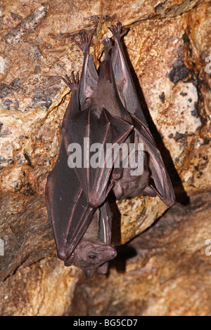 GEOFFREYS ROUSETTE BATS (ROUSETTUS AMPLEXICAUDATUS) HANGING IN SACRED ...