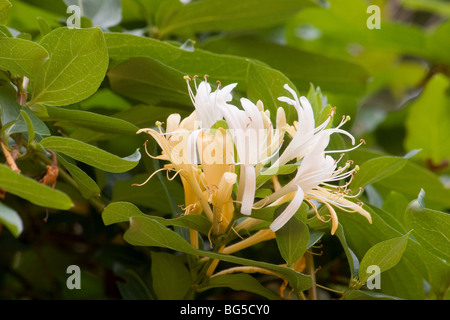 Lonicera honey baby honeysucke in garden Stock Photo - Alamy