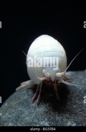 epimeria, epimeria robusta Stock Photo - Alamy