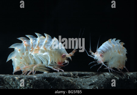 epimeria, epimeria macrodonta Stock Photo - Alamy