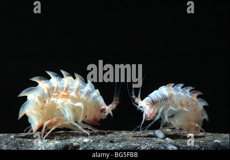 epimeria, epimeria macrodonta Stock Photo - Alamy