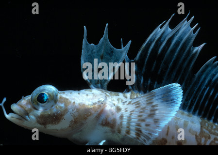 sailfin plunderfish, histiodraco velifer Stock Photo - Alamy