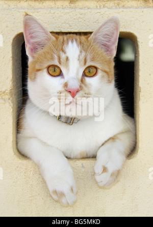 Ginger white cat looking through open cat flap Stock Photo - Alamy
