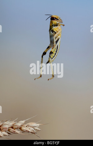 Locust Jumping action Stock Photo - Alamy