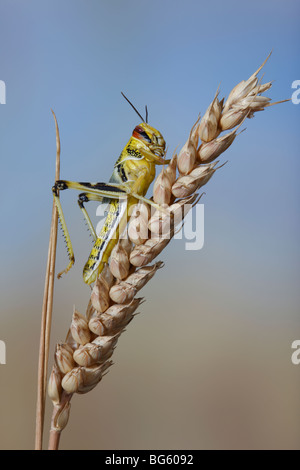 Locust Close Up Stock Photo - Alamy