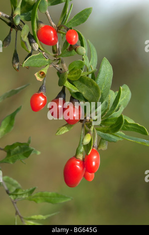 Boxthorn, Chinese Wolfberry (Lycium barbarum), ripe fruit, studio Stock ...