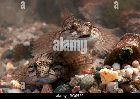 European bullhead fish (Cottus gobio) close-up of head A freshwater ...