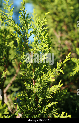 Leyland Cypress (Cupressus x leylandii) close-up of leaves, in garden ...
