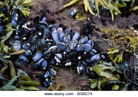 seaweed and blue mussel Mytilus edulis on the shore line in Oslo Stock ...