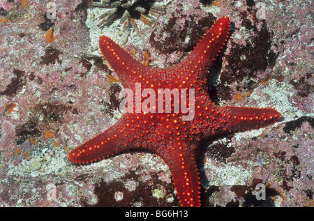 Panamic cushion star (Pentaceraster cummingi Stock Photo - Alamy