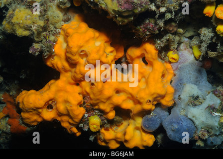 Encrusting orange sponge in the Mediterranean sea Stock Photo - Alamy