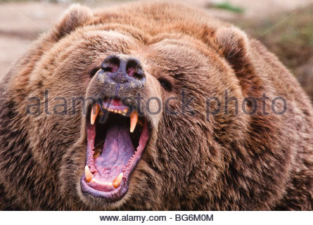 Grizzly Snarl Stock Photo: 17362690 - Alamy