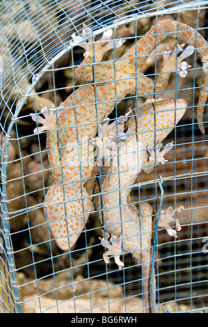 Lizard for sale in Pasar Ngasem bird market, Yogyakarta, Java ...