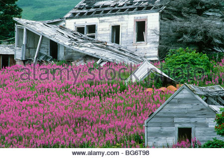 Alaska, Aleutian Islands, Unga Island. Wild golden and red Stock Photo ...