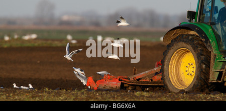 Tractor cultivating field with gulls following Stock Photo - Alamy