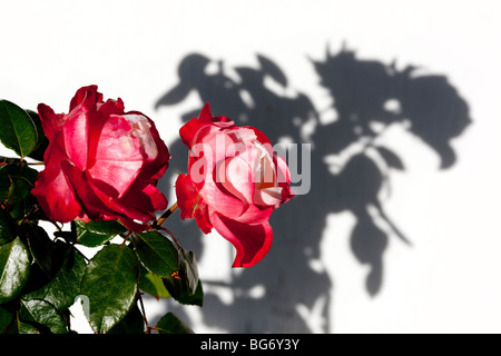 "Givenchy" (Hybrid Tea Rose Stock Photo - Alamy