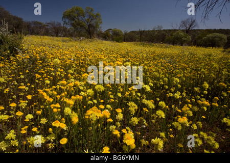 Golden Waitzia, Waitzia nitida = W. aurea, and Pompom Head ...