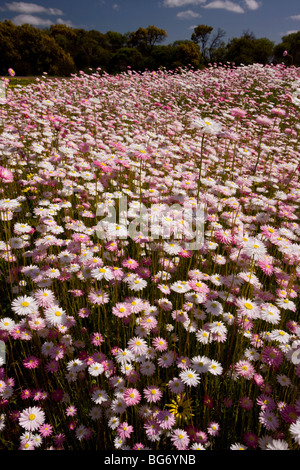 Rosy Everlasting flowers (Rhodanthe Chlorocephala Rosea), Kings Park ...