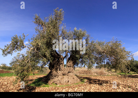 Ancient Olive Tree in Lower Galilee Stock Photo - Alamy