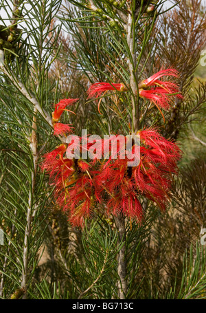 Common net bush (Calothamnus quadrifidus Stock Photo - Alamy