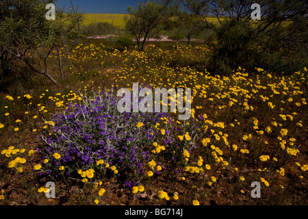 Golden Waitzia, Waitzia nitida = W. aurea, and Pompom Head ...