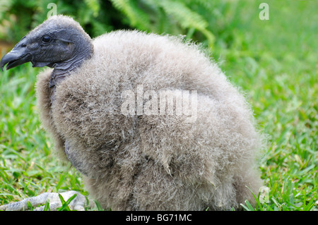 Baby California condor Stock Photo: 27199601 - Alamy