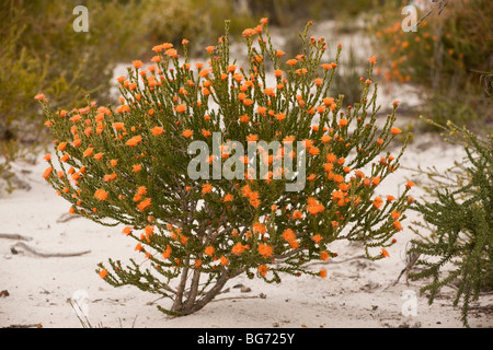 Sandy Kwongan heath, with orange Eremaea brevifolia, Lambswool bush ...