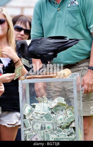 Bird collecting money Stock Photo - Alamy