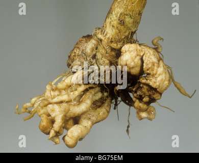 Plasmodiophora brassicae (Clubroot), diseased cabbage root, close-up ...