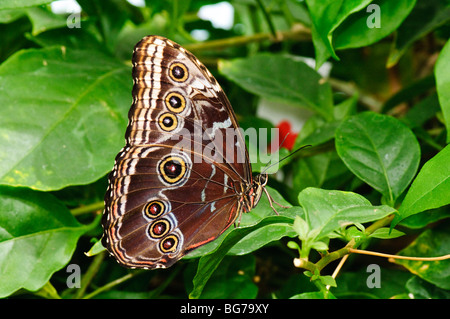 a female Blue Morpho butterfly (Morpho peleides) egg laying on a green ...