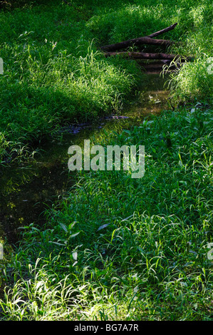 Swamp land at Oak Openings Preserve, a Toledo, Ohio, Metropark Stock ...