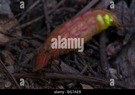 Glow-worm - Lampyris noctiluca mating Stock Photo - Alamy