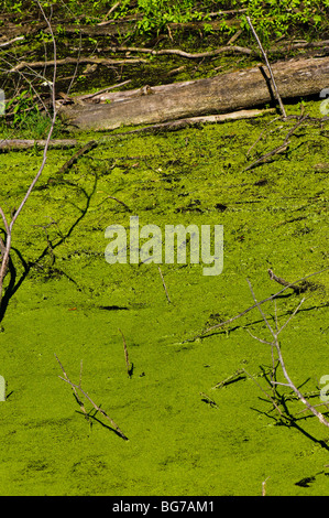 Swamp land at Oak Openings Preserve, a Toledo, Ohio, Metropark Stock ...