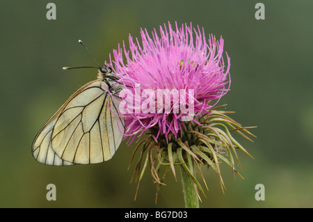 wild mountain flower, Meranges, Pyrenees of Spain Stock Photo - Alamy