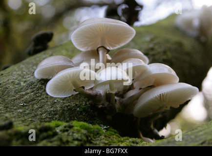 Porcelain Fungus aka Slimy Beech Cap or Poached Egg Fungus ...