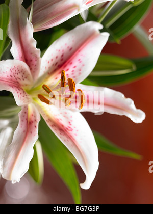 Lily flower arrangement close up Stock Photo - Alamy