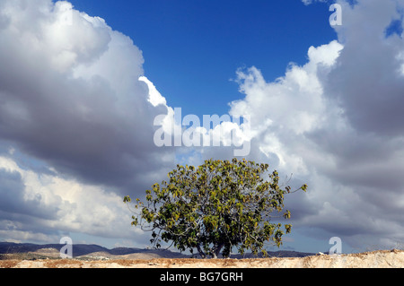 Israel, Negev, lone fig tree Stock Photo - Alamy