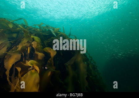 American sand lance underwater in the St. Lawrence River Stock Photo ...