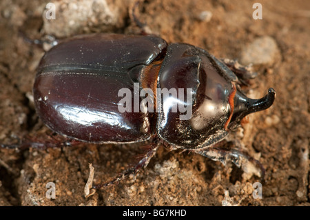 Rhinoceros beetle (Oryctes nasicornis) fighting beetle, Spain Stock ...