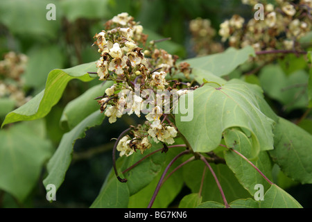 Chinese Catalpa, Japanese Catalpa or Yellow Catalpa, Catalpa ovata ...