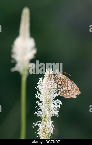 insect butterfly fritillary pyrenees spain animal animals butterfly ...