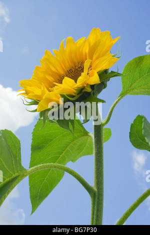 yellow sunflower seen from below pointing into a blue sky fading to ...
