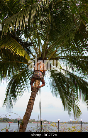 Man climbing a coconut tree, Kerala, South India, India Stock Photo - Alamy