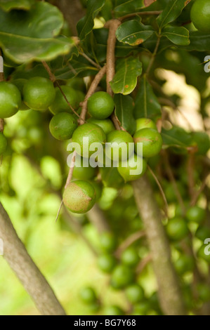 Macadamia nut farmer with his trees. South of Durban, South Africa ...